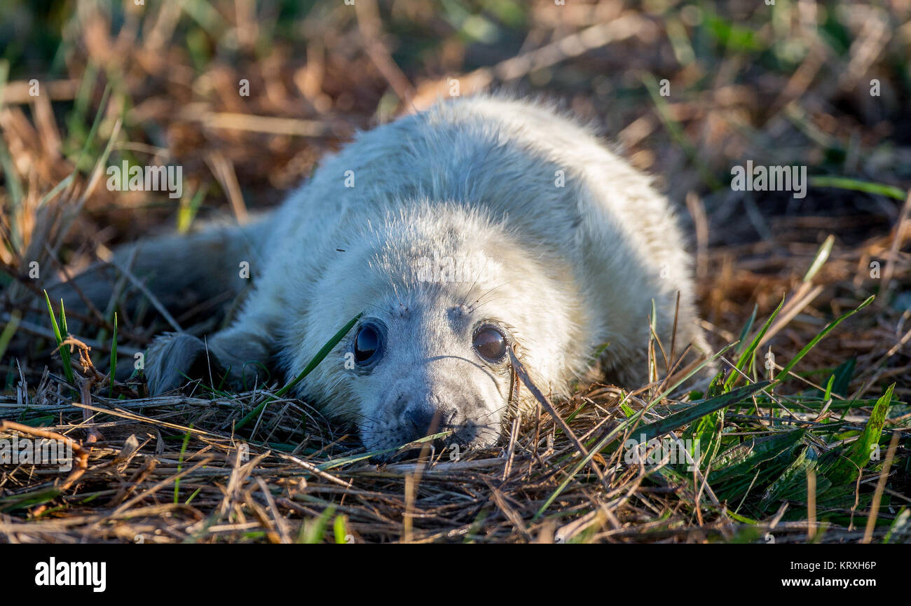 Donna Nook, Lincolnshire, UK. 5th Nov, 2017. Greys Seal in the Morning ...