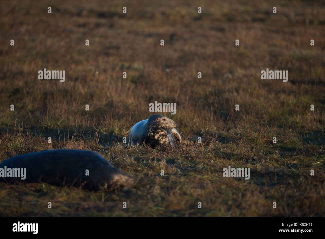 Donna Nook, Lincolnshire, UK. 5th Nov, 2017. Greys Seal in the Morning ...
