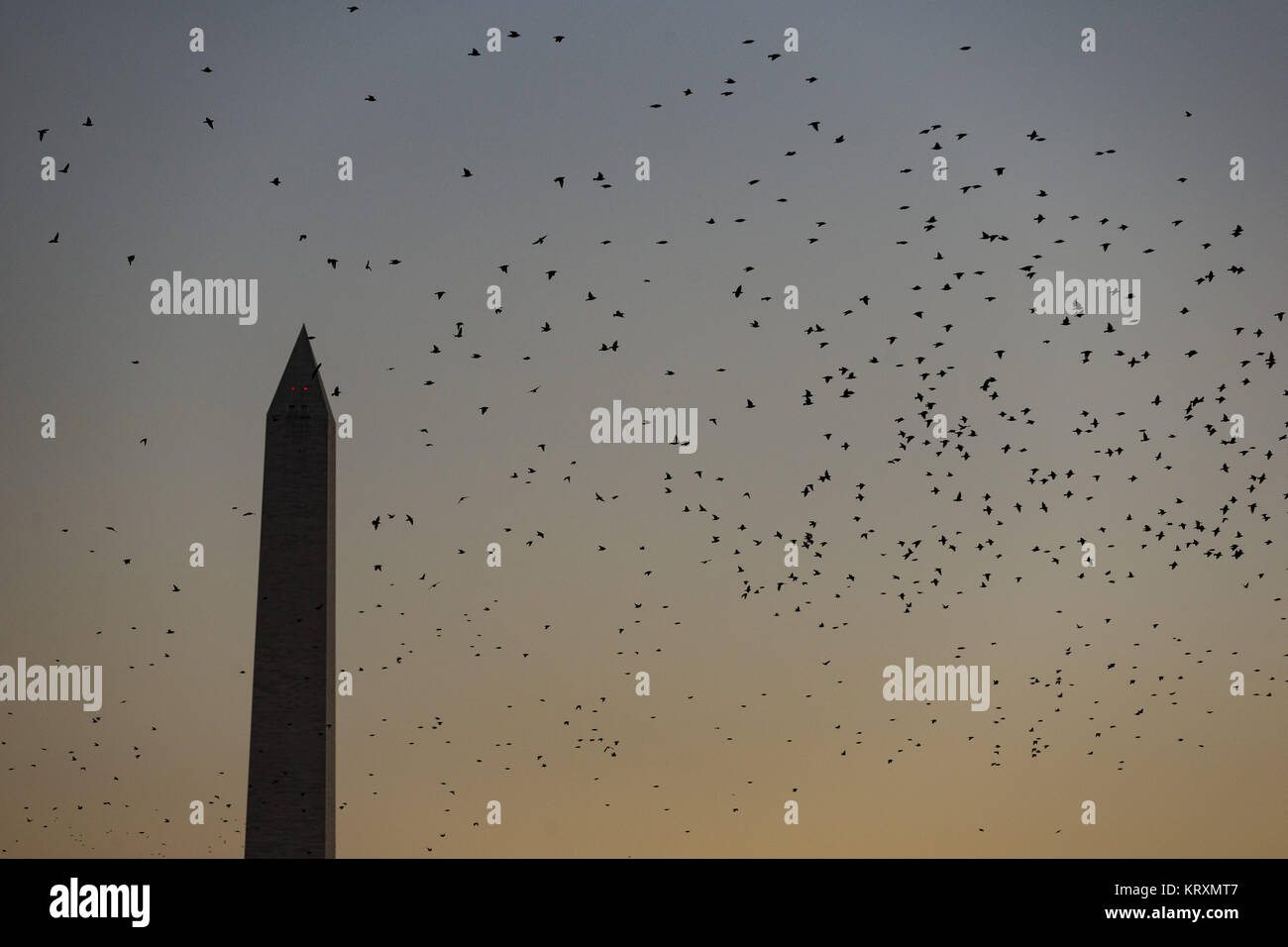 Us government birds hi-res stock photography and images - Alamy