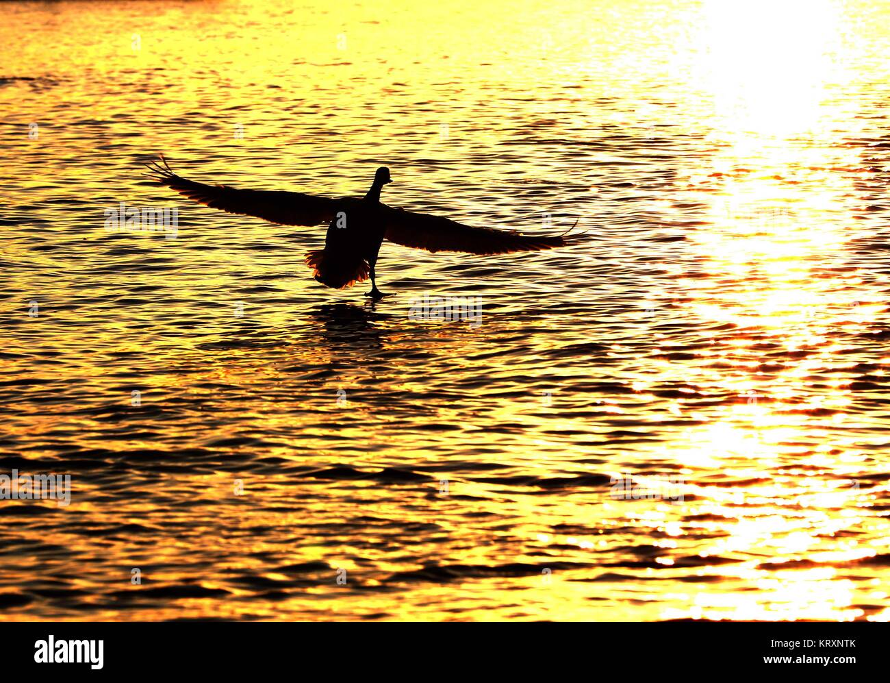 Rongcheng, Rongcheng, China. 22nd Dec, 2017. .Thousands of swans fly to ...