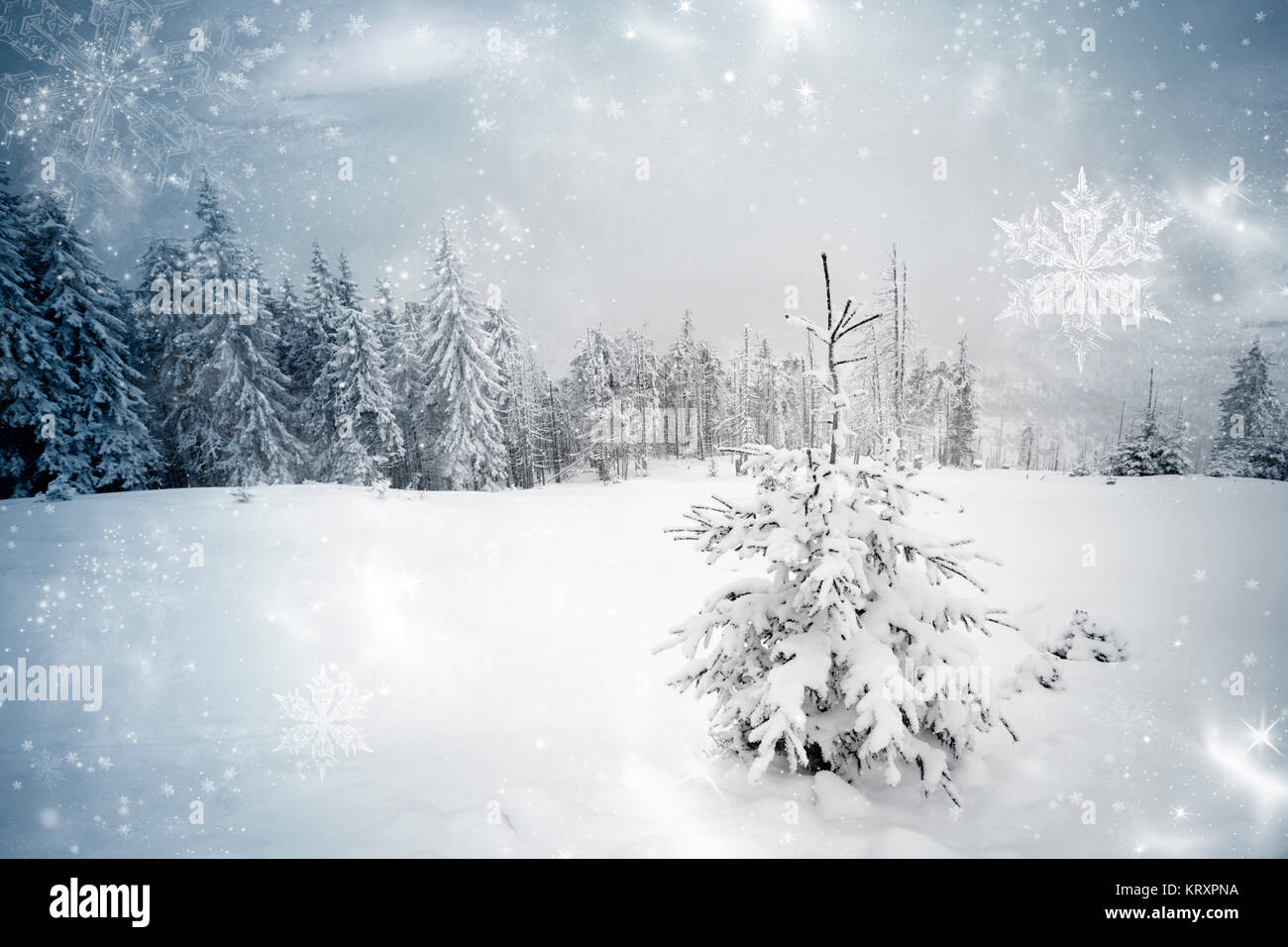 Snowy fir tree Stock Photo - Alamy