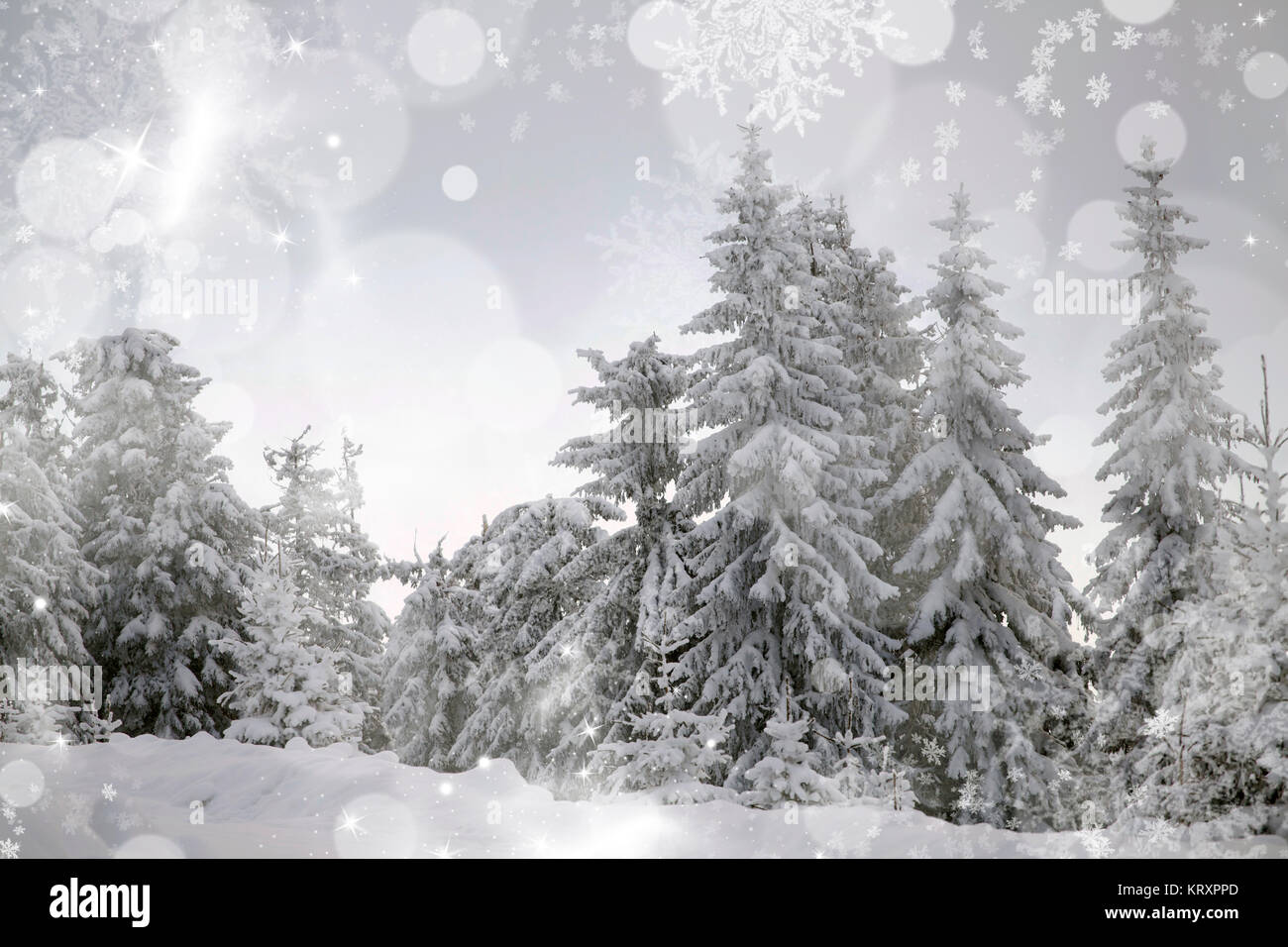 Winter landscape with snowy fir trees Stock Photo - Alamy