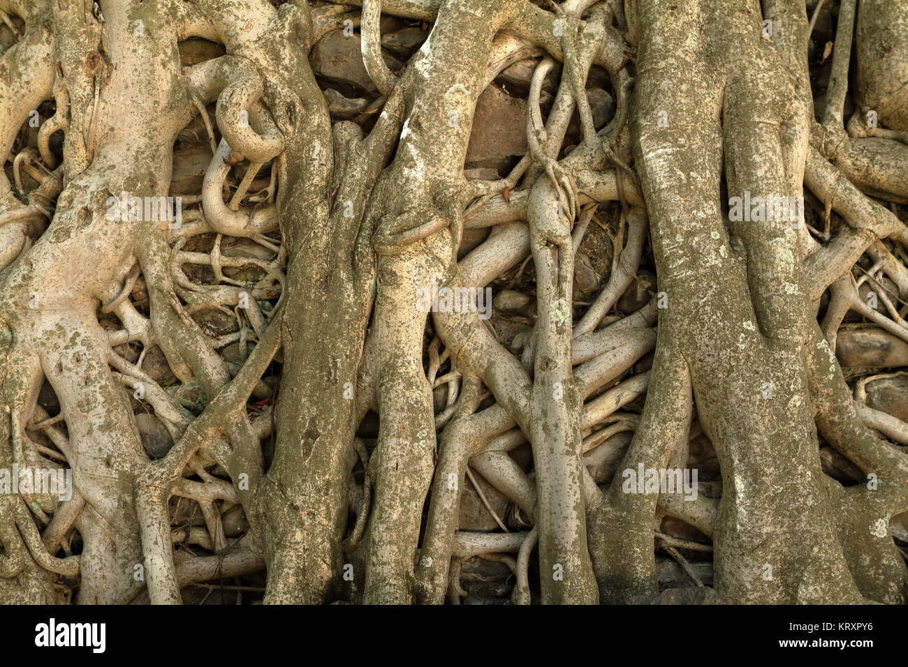 tree root overgrown a wall Stock Photo - Alamy