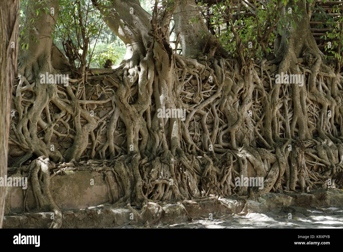tree root overgrown a wall Stock Photo - Alamy