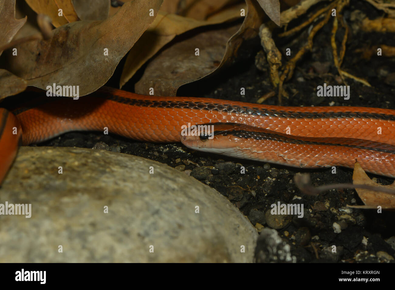 Snakes wriggle hi-res stock photography and images - Alamy