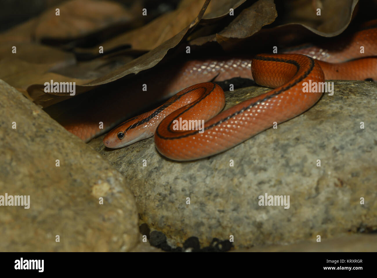 red bamboo snake Stock Photo - Alamy
