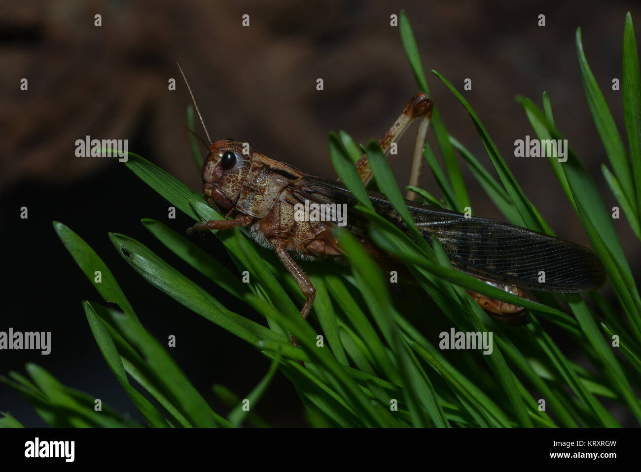 locust in fresh green Stock Photo - Alamy