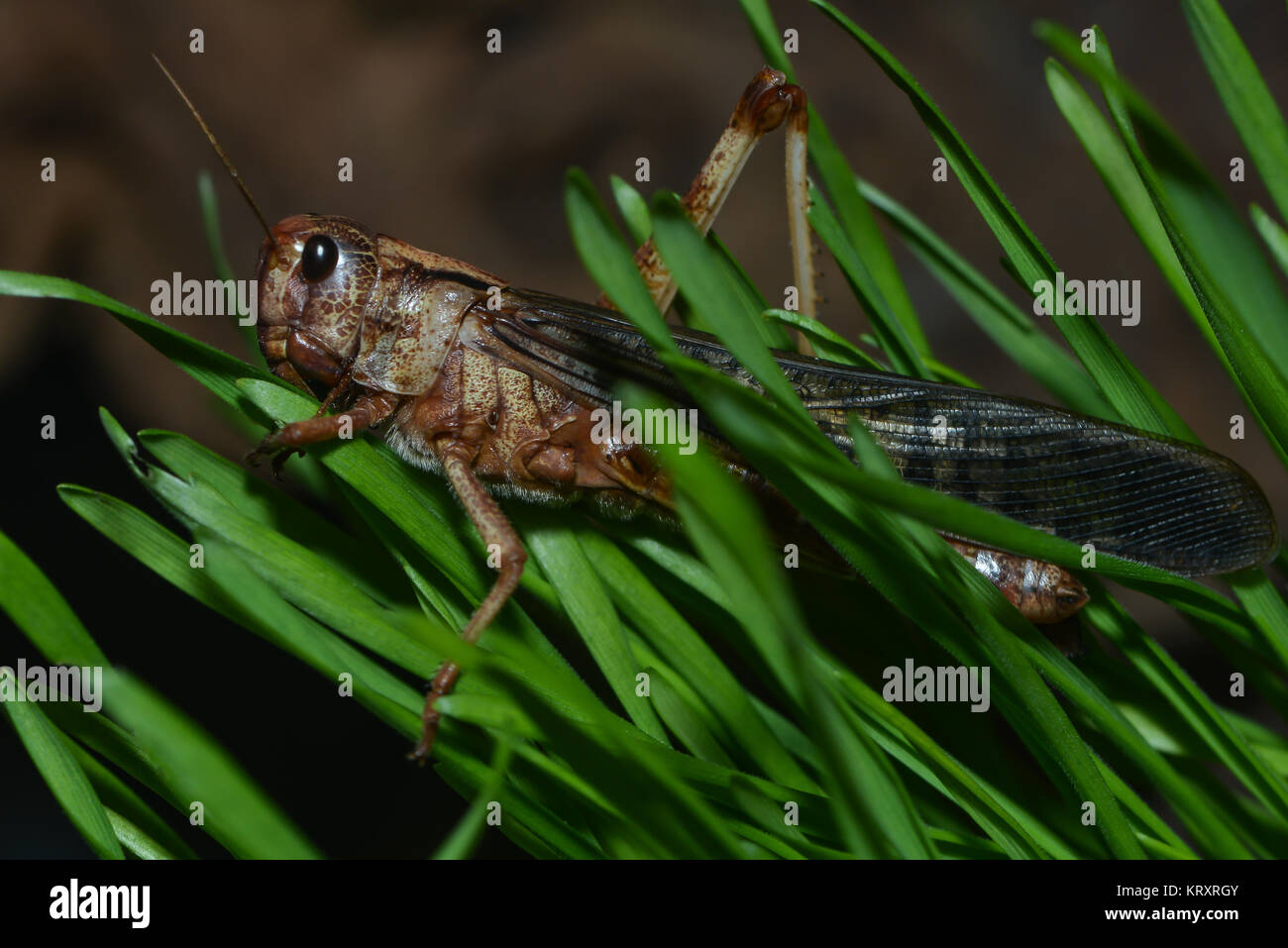 locust in fresh green Stock Photo - Alamy