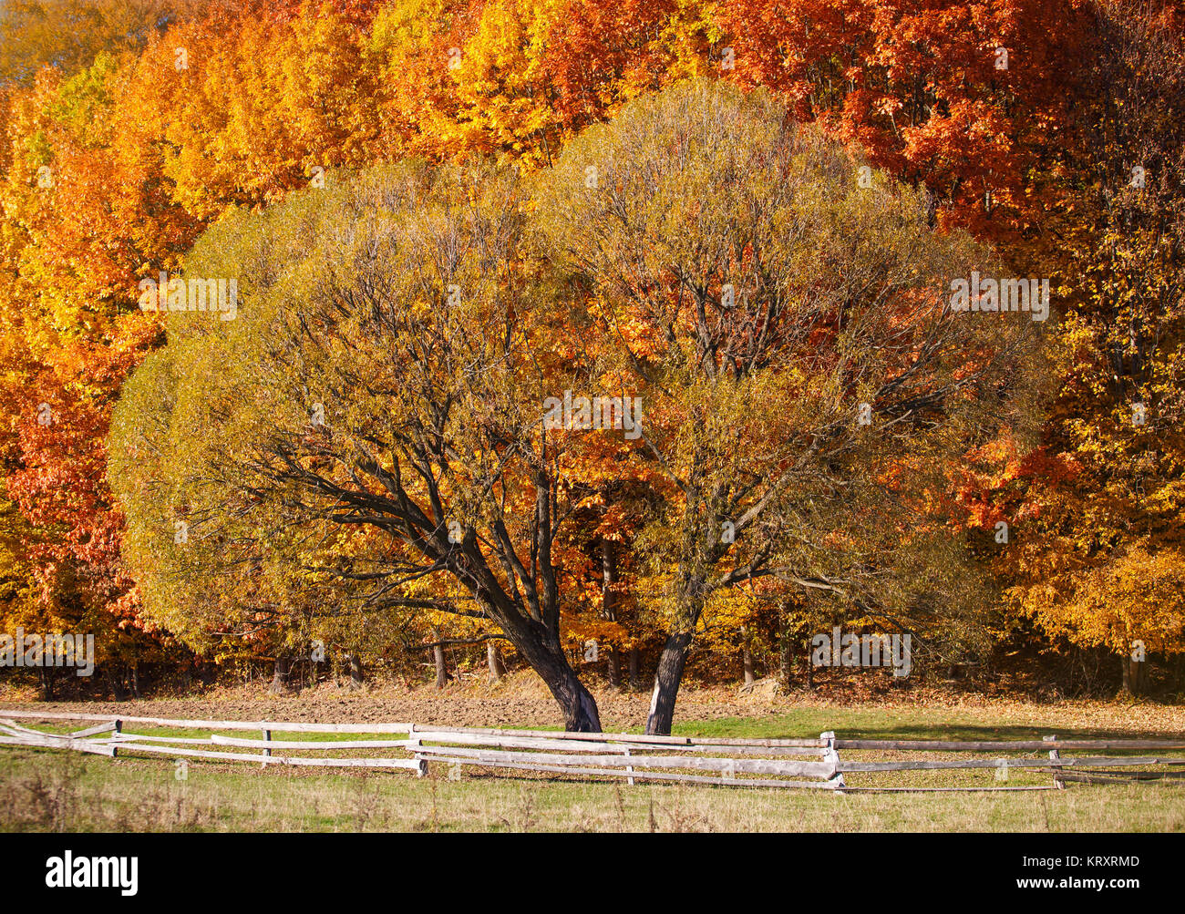 Lonely beautiful autumn tree Stock Photo - Alamy