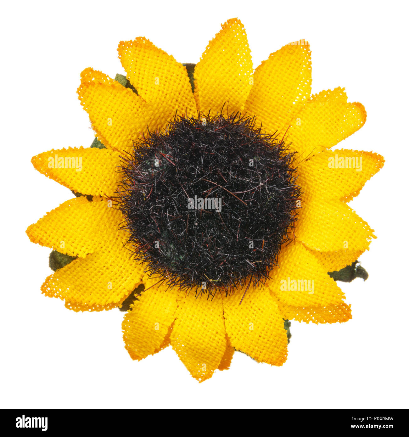 sunflower flower head isolated, beautiful decoration Stock Photo - Alamy