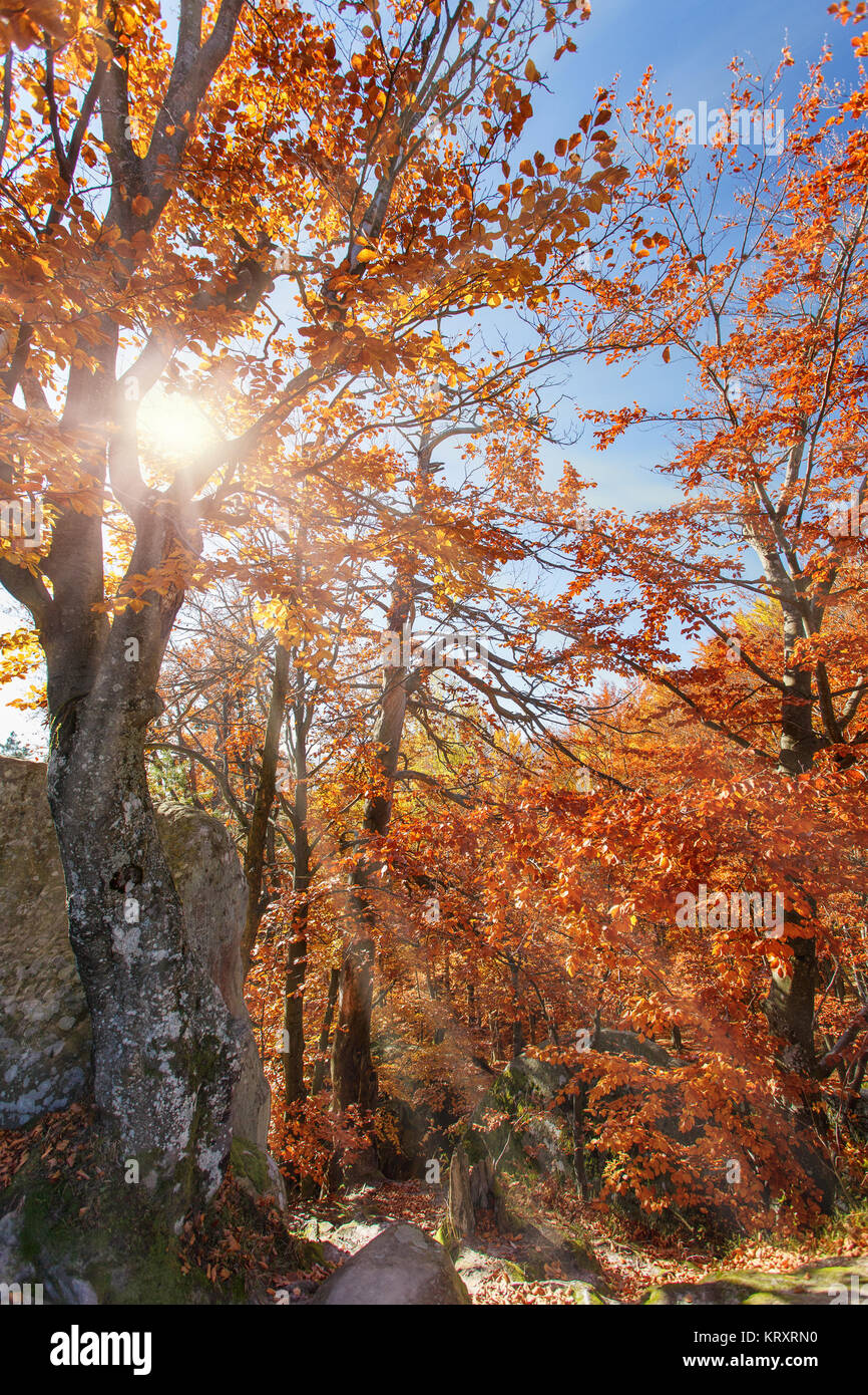 Colorful and bright autumn forest Stock Photo - Alamy