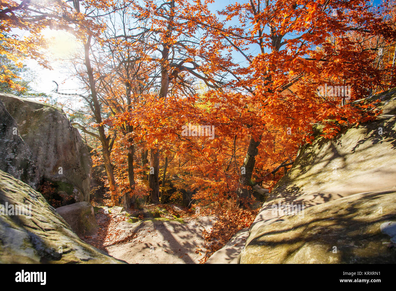 Colorful and bright autumn forest Stock Photo - Alamy