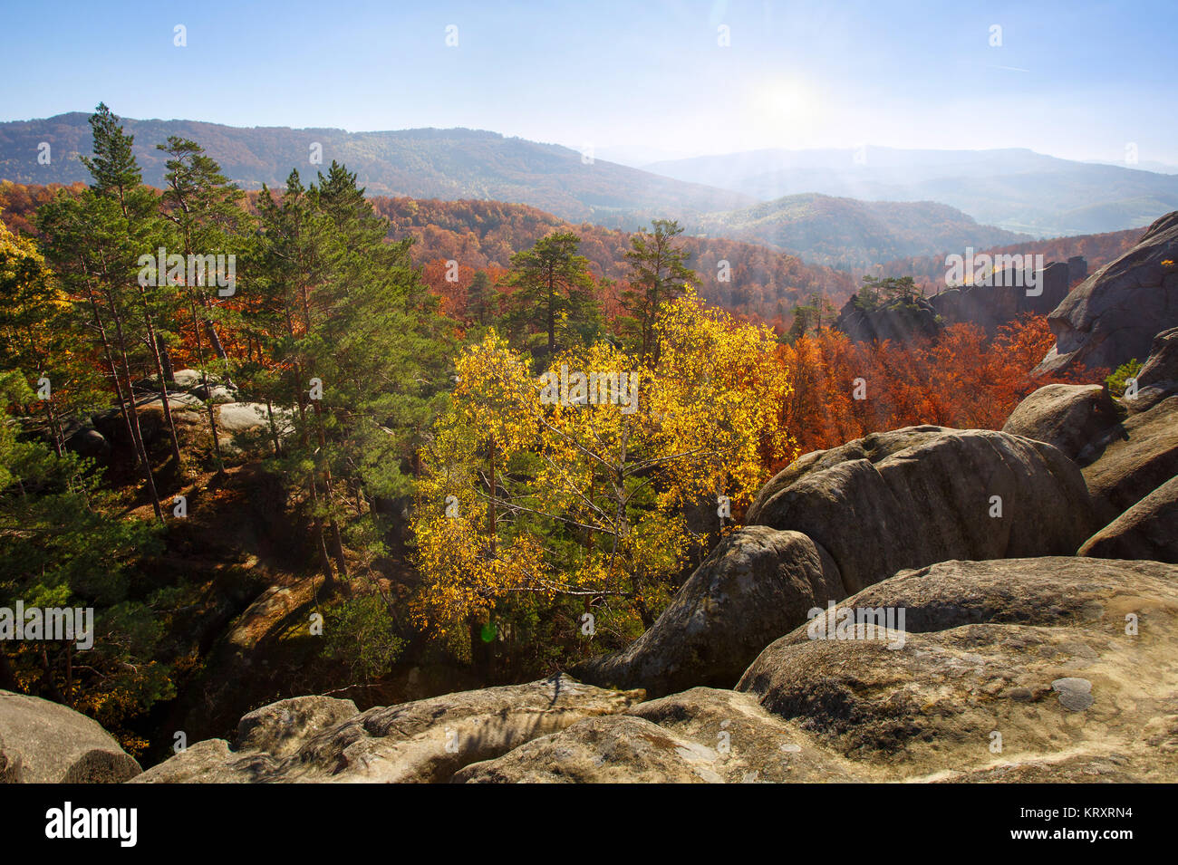 Colorful and bright autumn forest Stock Photo - Alamy