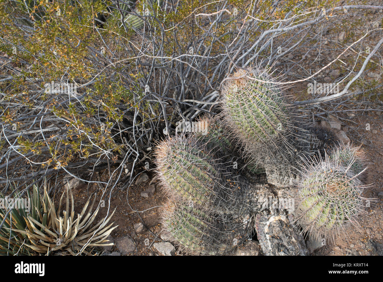 Compass Barrel Cactus Ferocactus cylindraceus wide view Stock Photo - Alamy
