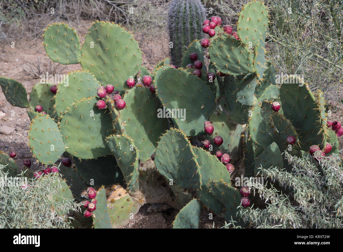 prickly pear cactus plant with red fruits horizontal view Stock Photo ...