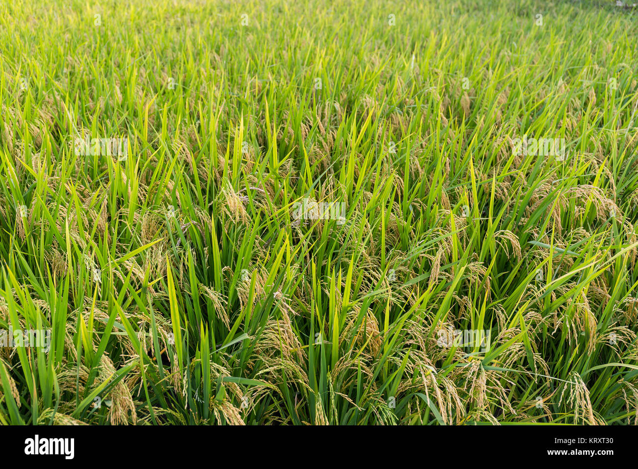 Paddy Rice field Stock Photo - Alamy