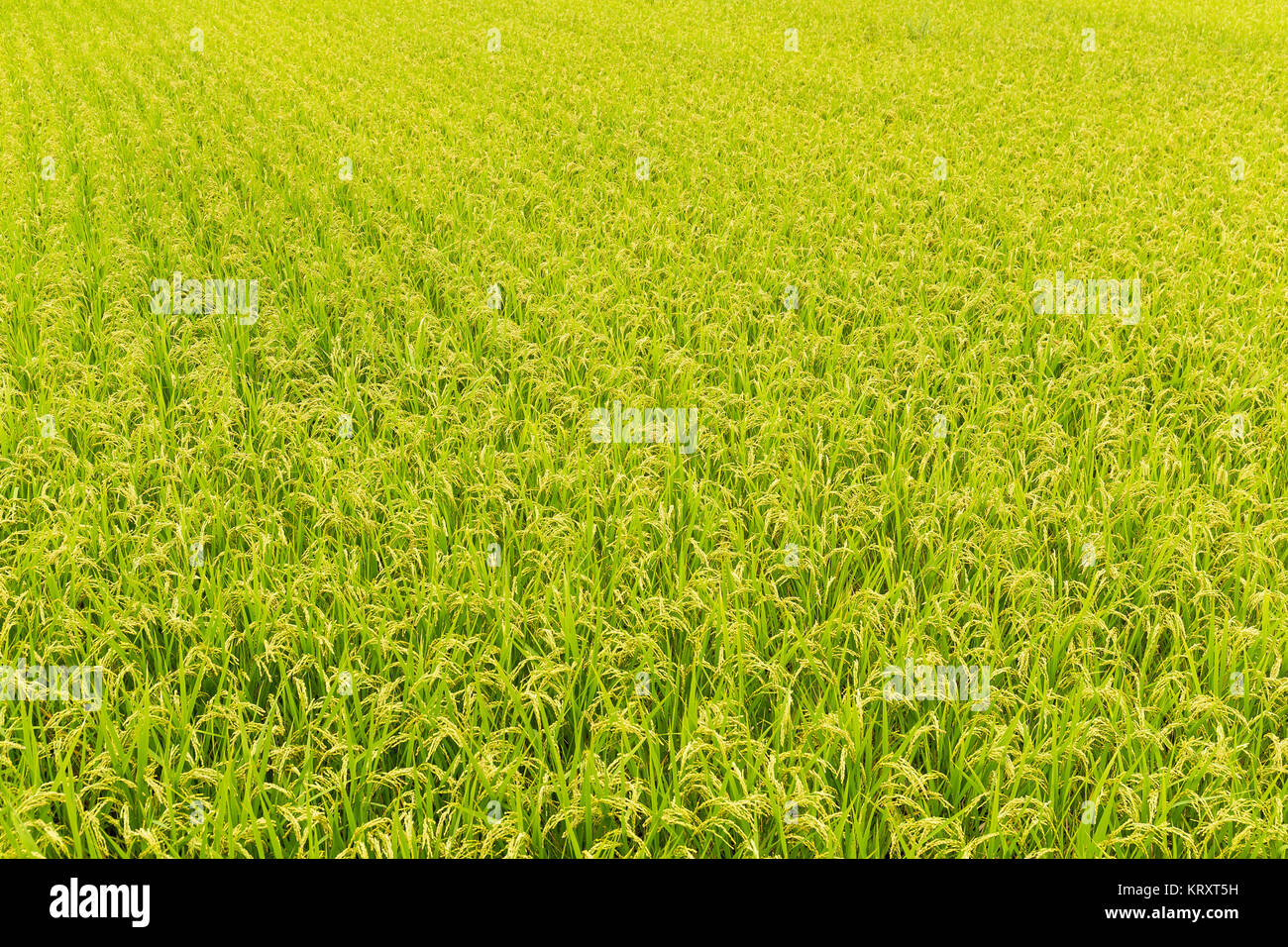 Paddy rice field Stock Photo - Alamy