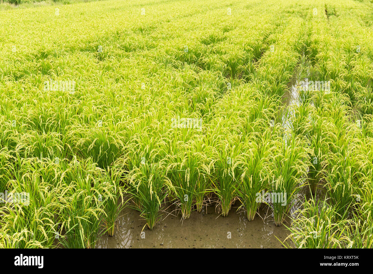 Paddy rice in field Stock Photo - Alamy