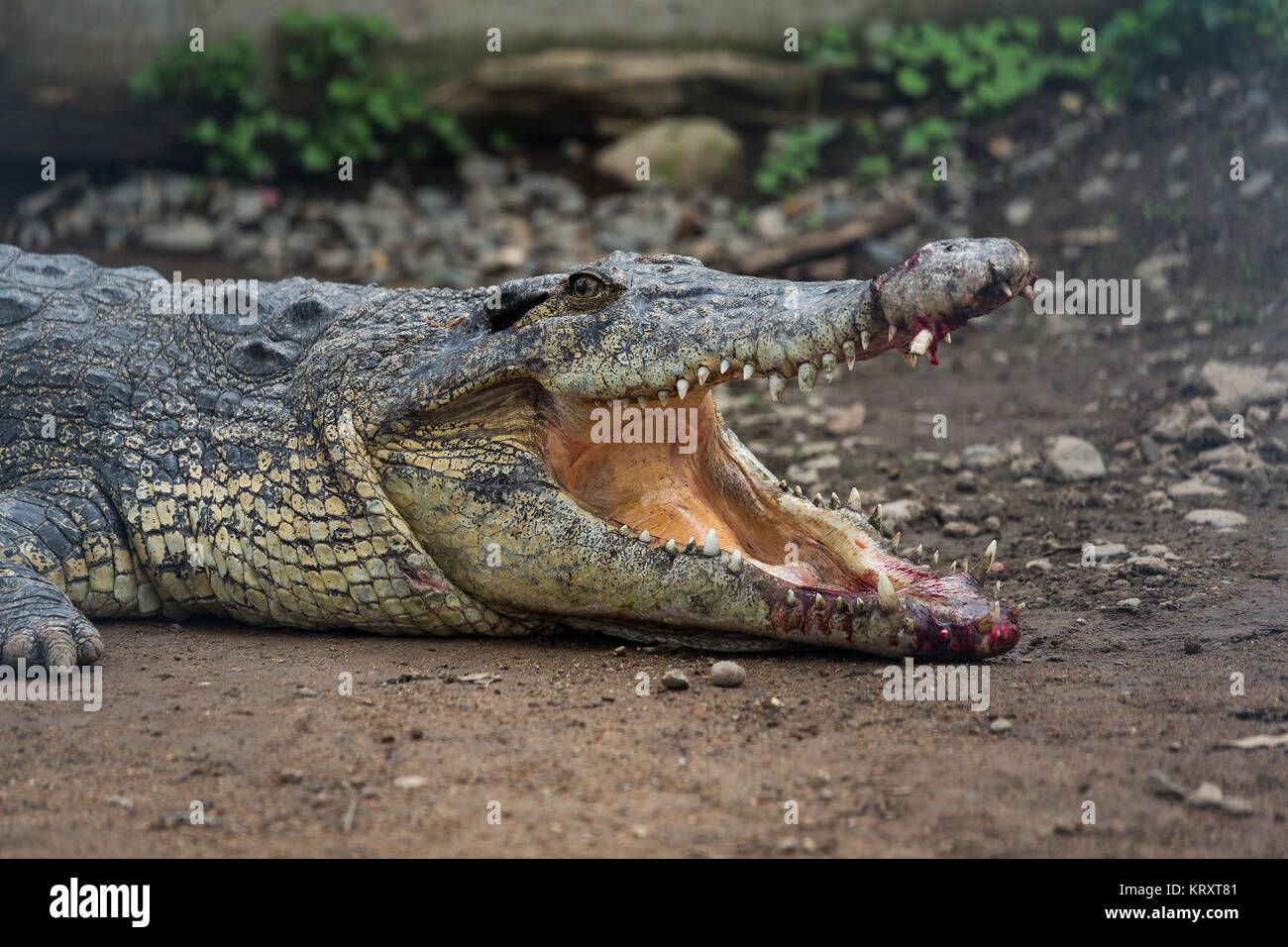 Crocodile getting hurt Stock Photo - Alamy