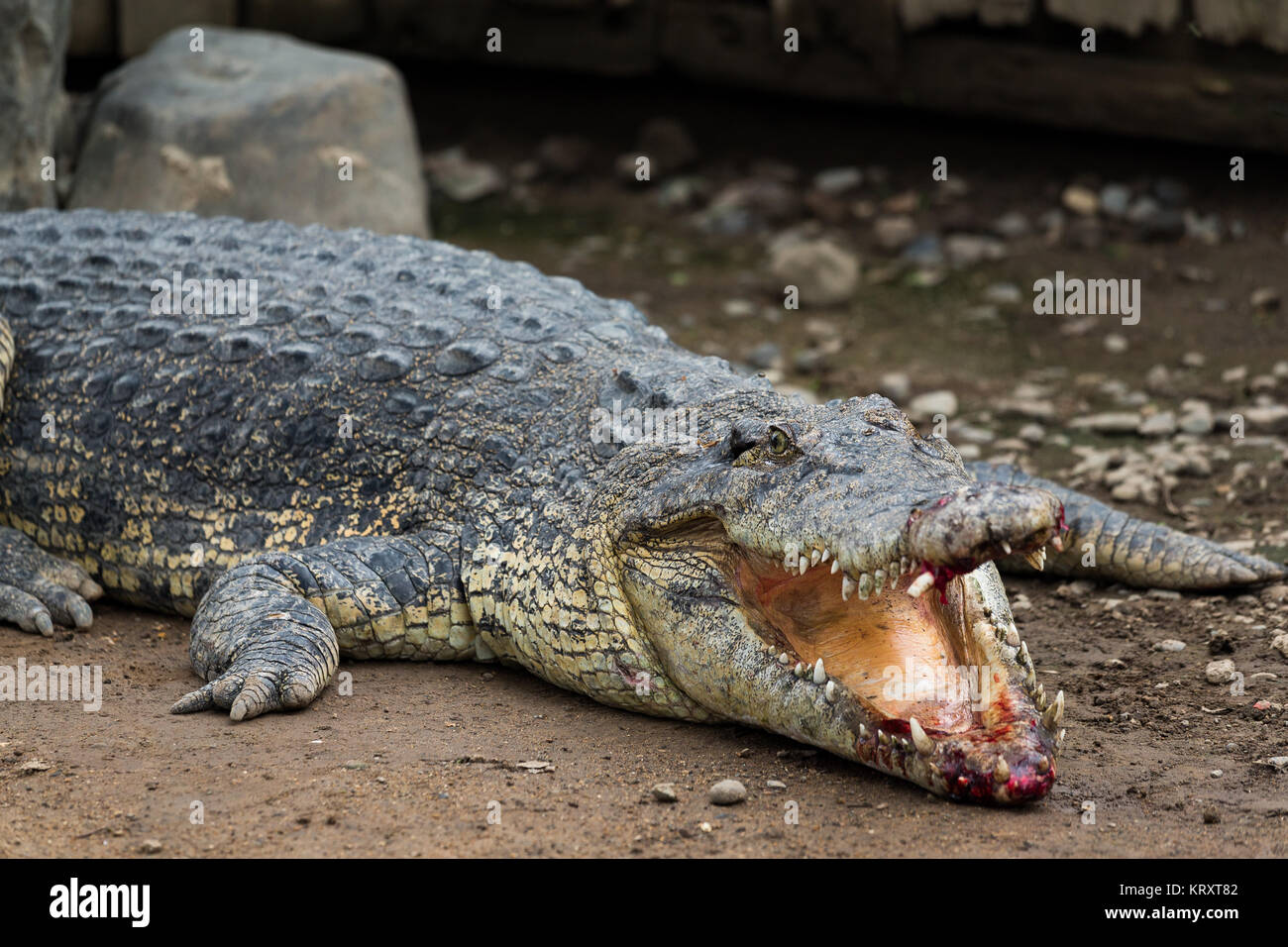 Crocodile bleeding on mouth Stock Photo - Alamy