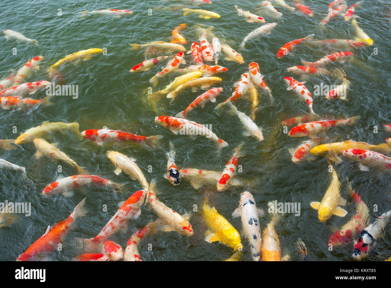 Japan Koi Carp in pond Stock Photo - Alamy