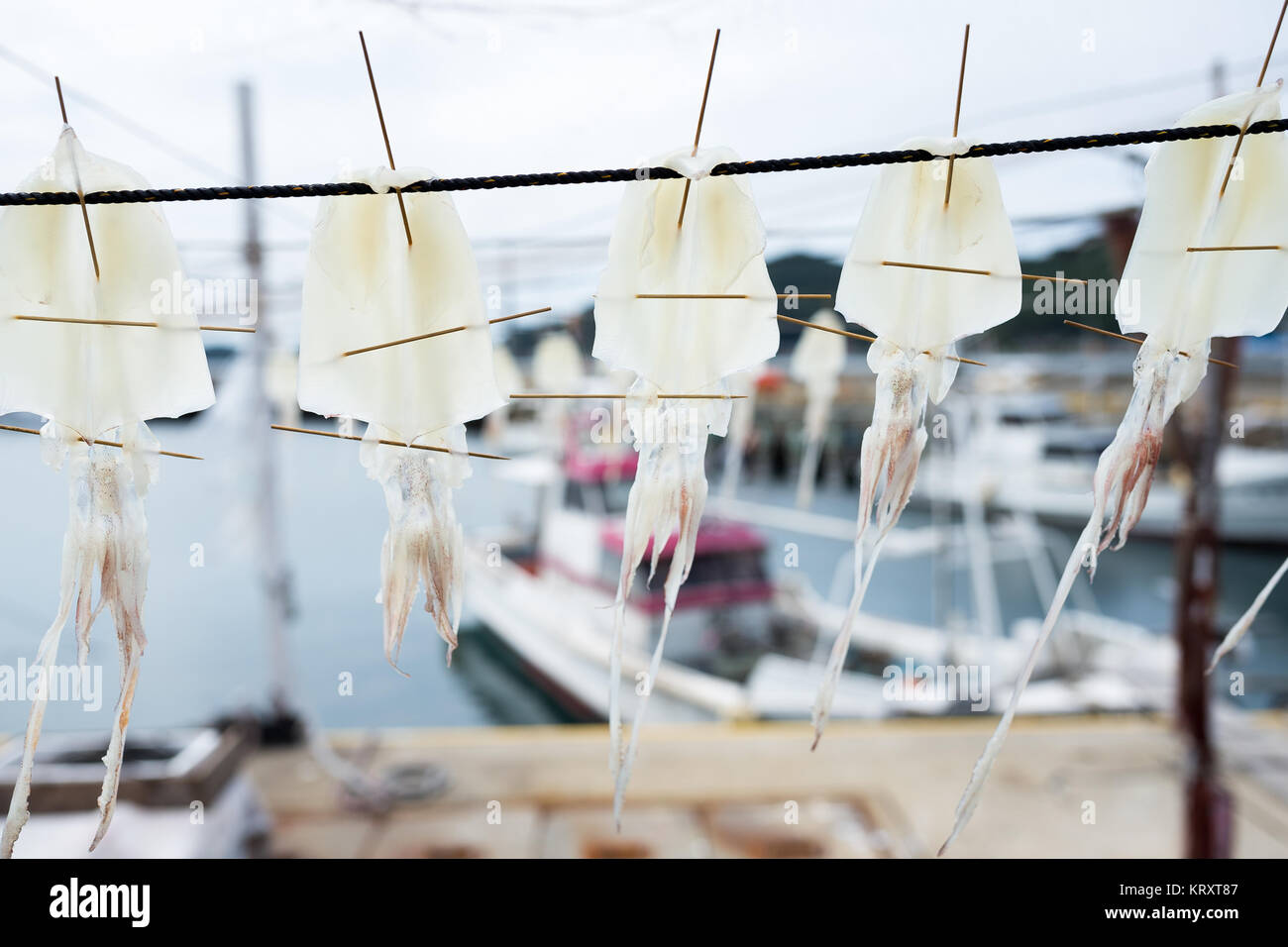 Hanging dried squid along seaside Stock Photo - Alamy