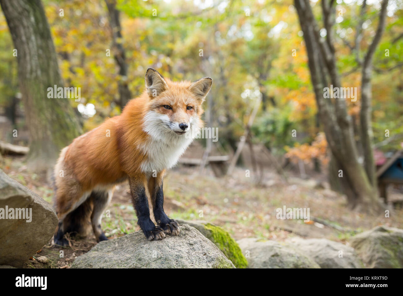 Fox standing outside Stock Photo - Alamy