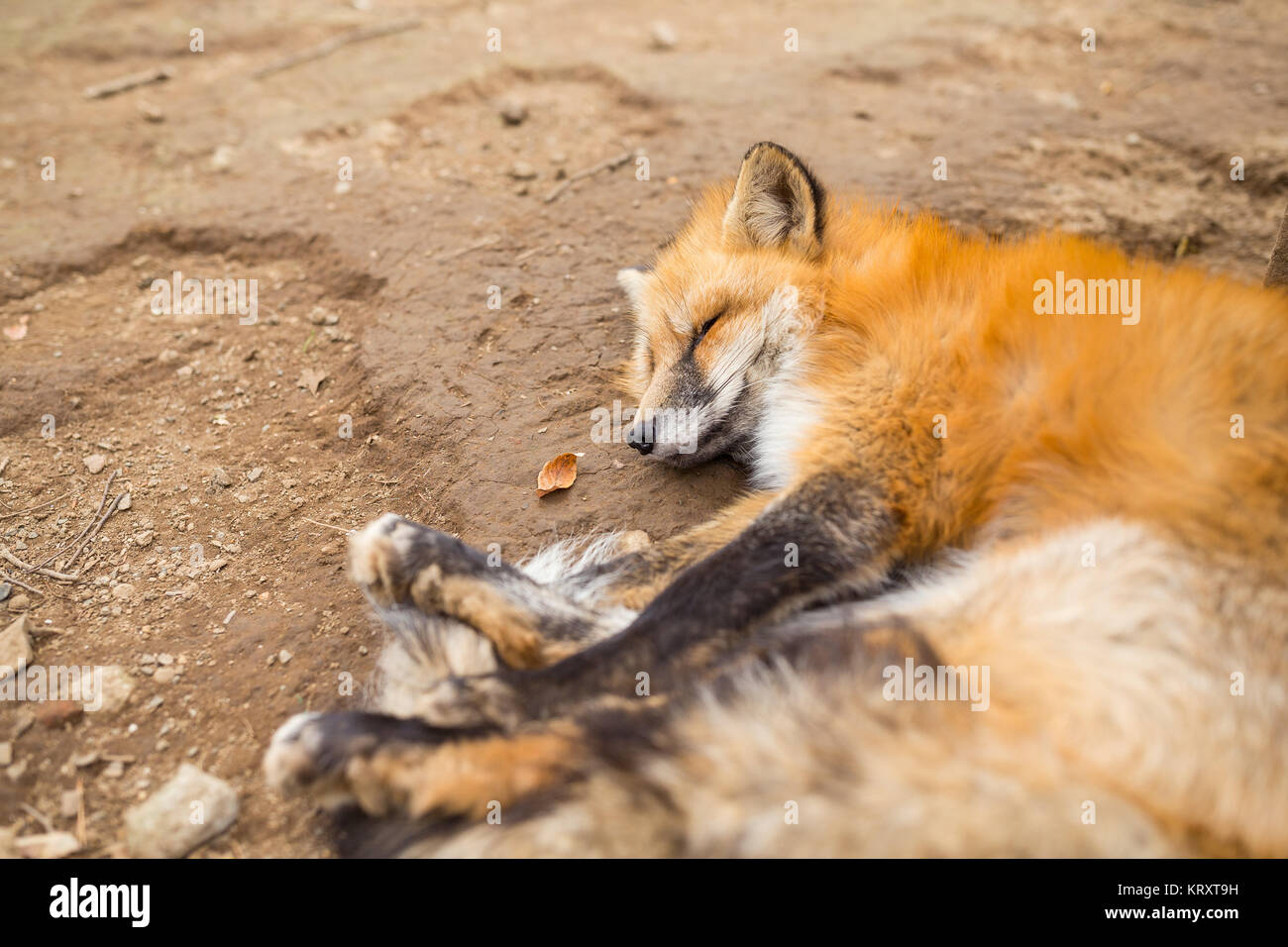 Lovely fox sleeping Stock Photo - Alamy
