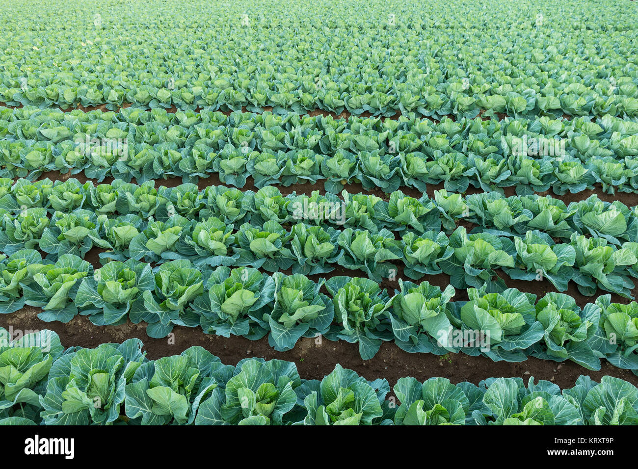 Organic vegetable field Stock Photo - Alamy