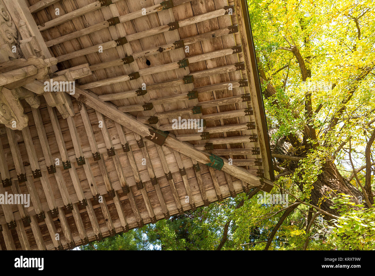 Traditional japanese temple and tree Stock Photo - Alamy