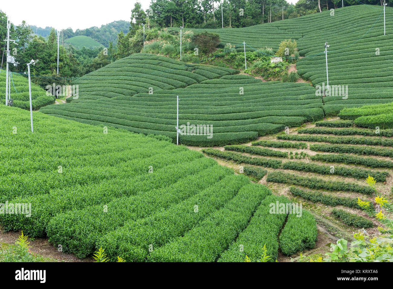 Green tea farm Stock Photo - Alamy