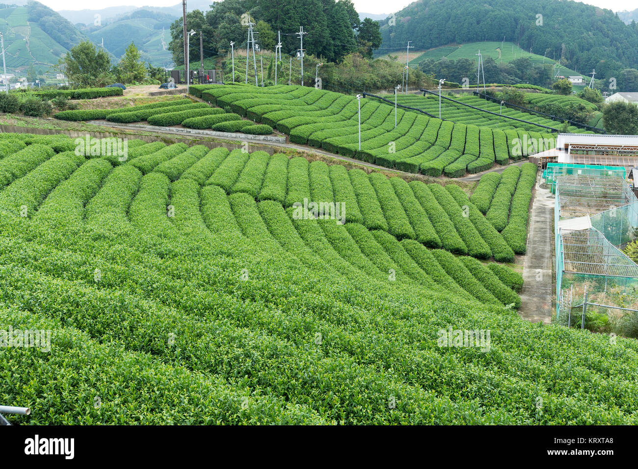 Tea plantation Cameron Stock Photo - Alamy