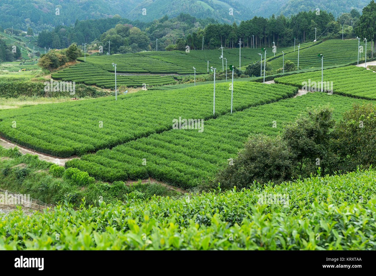 Tea plantation landscape Stock Photo - Alamy