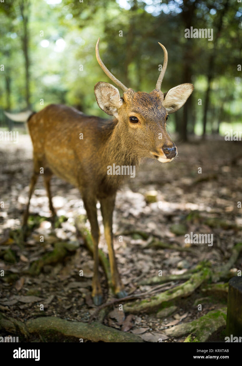 Mount roe hi-res stock photography and images - Alamy