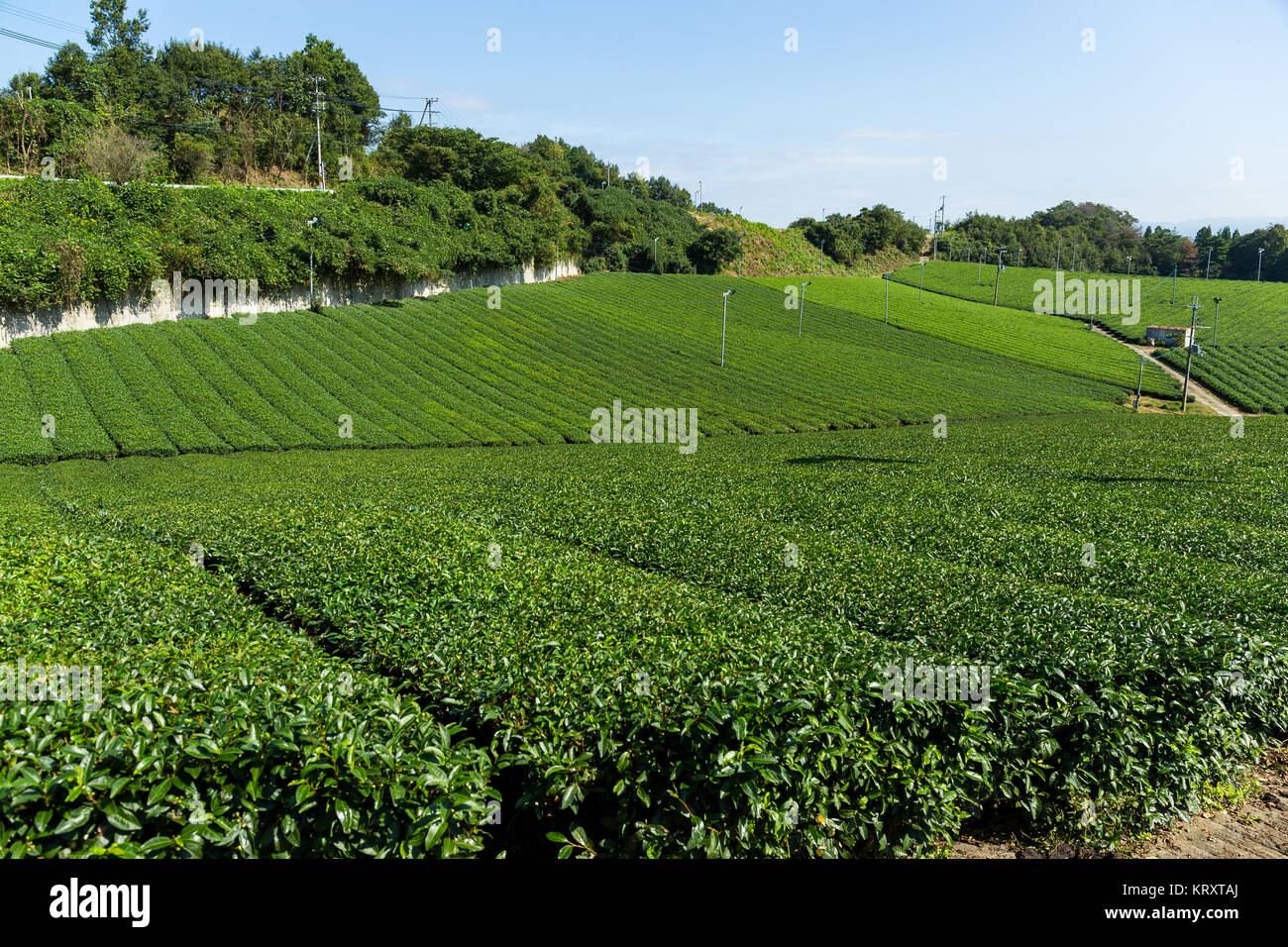 Tea plantation field Stock Photo - Alamy