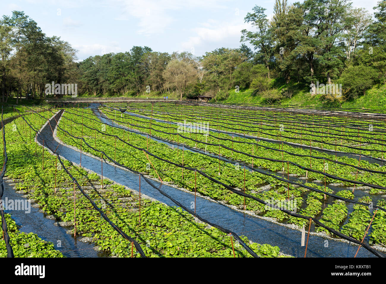 Wasabi farming hi-res stock photography and images - Alamy