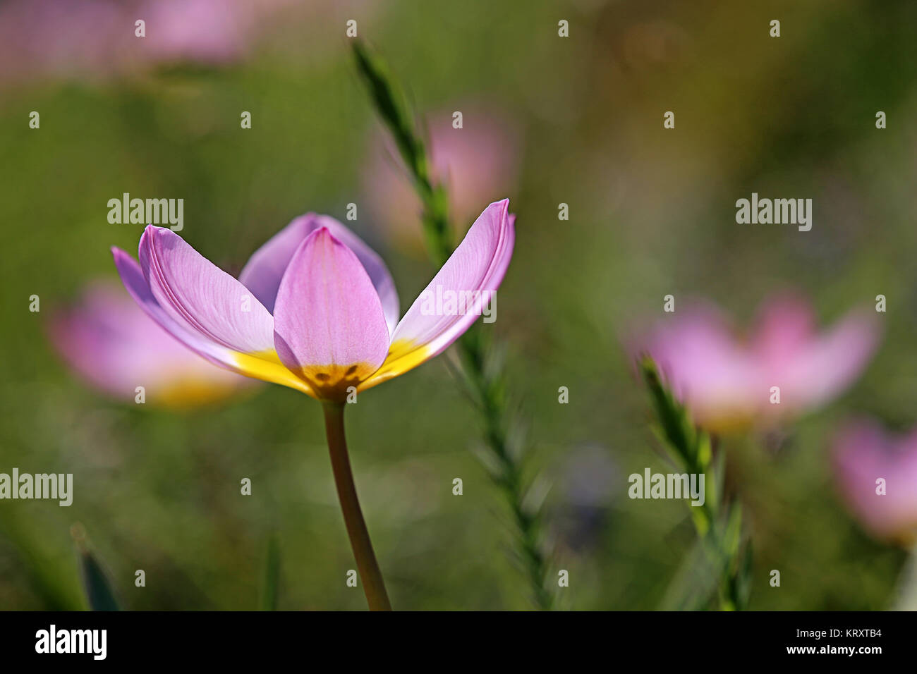 rock tulip or crete tulip tulipa bakeri Stock Photo - Alamy