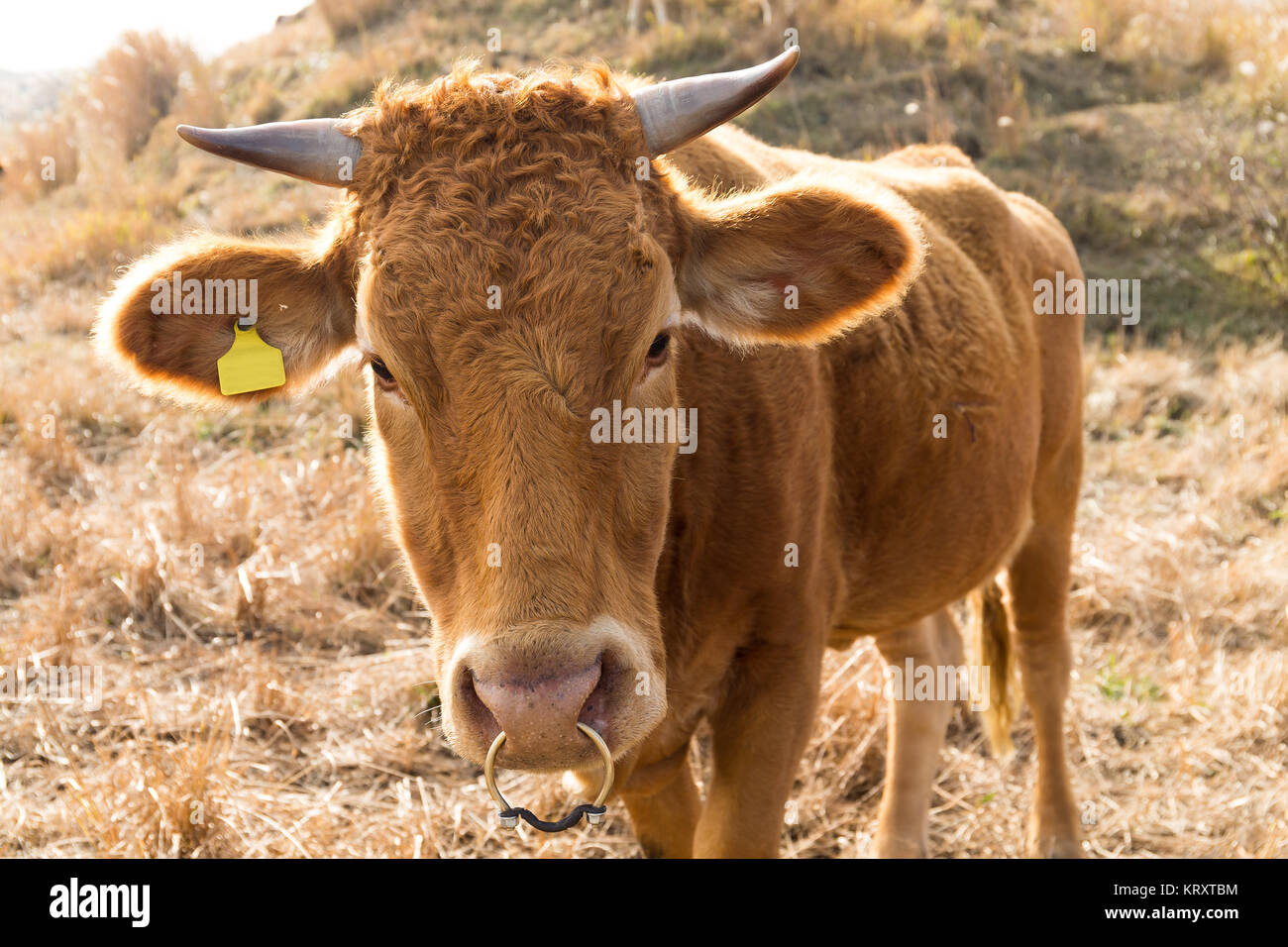 Cow at outdoor Stock Photo - Alamy