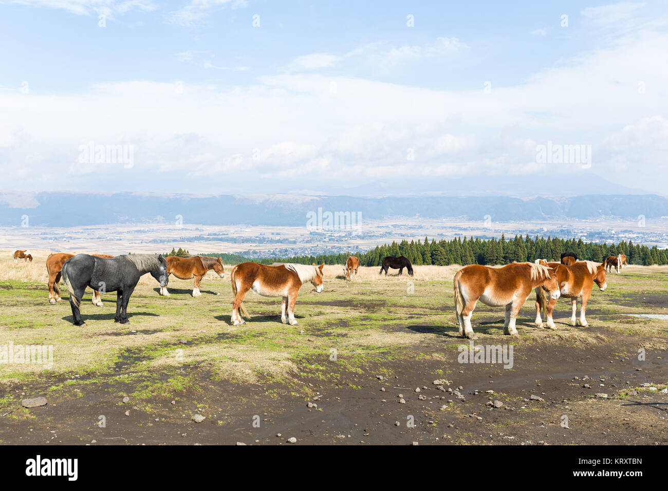 Group of horse in pasture Stock Photo - Alamy