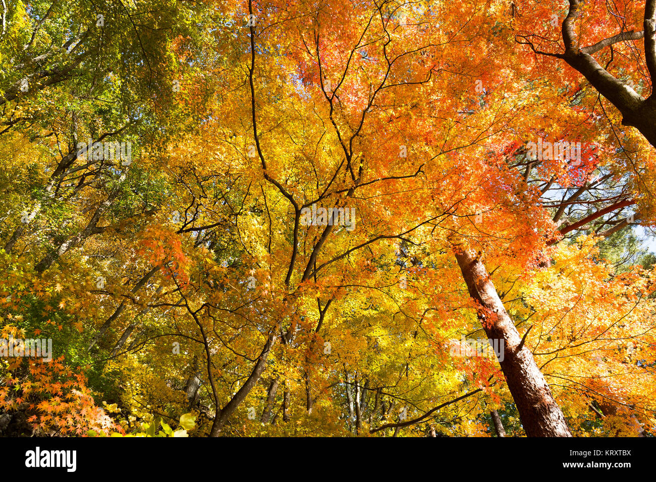 Maple tree in Autumn Stock Photo - Alamy