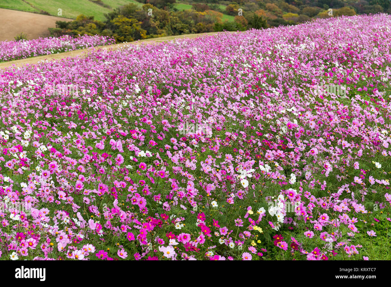 Cosmos flower field Stock Photo - Alamy