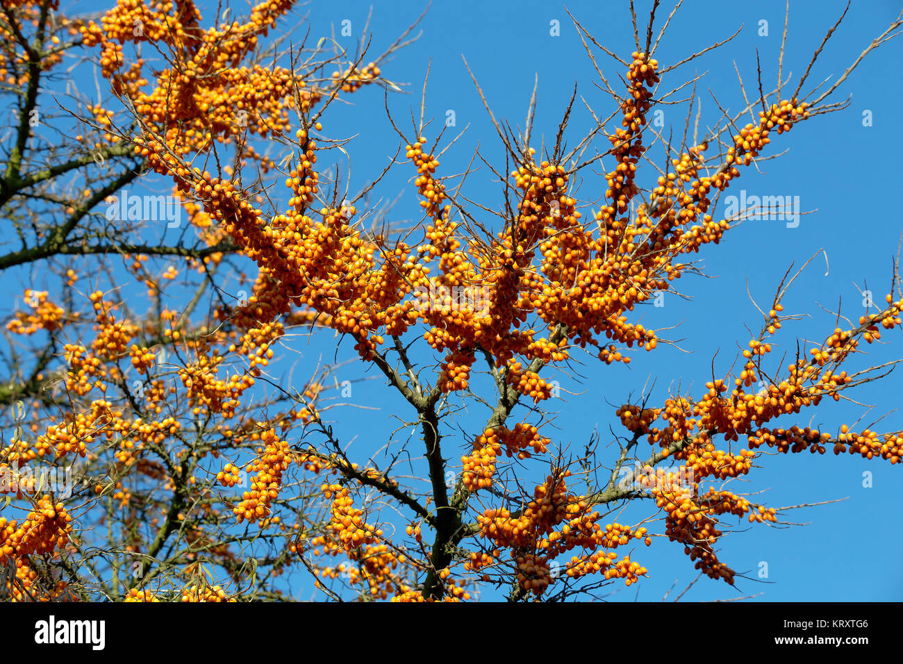 Sea buckthorn tree Stock Photo - Alamy