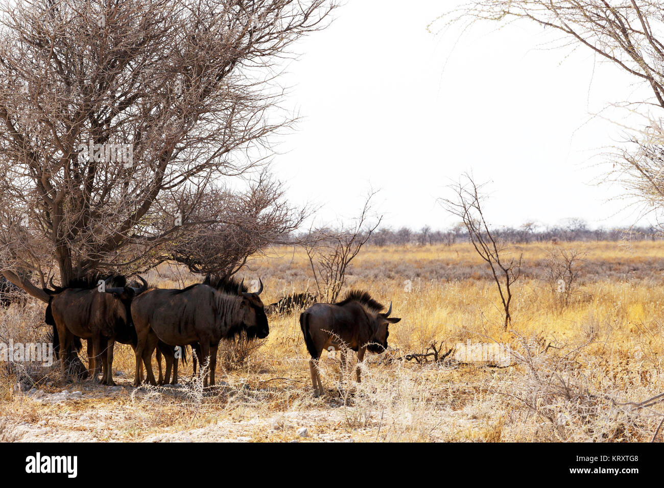 wild Wildebeest Gnu Stock Photo - Alamy