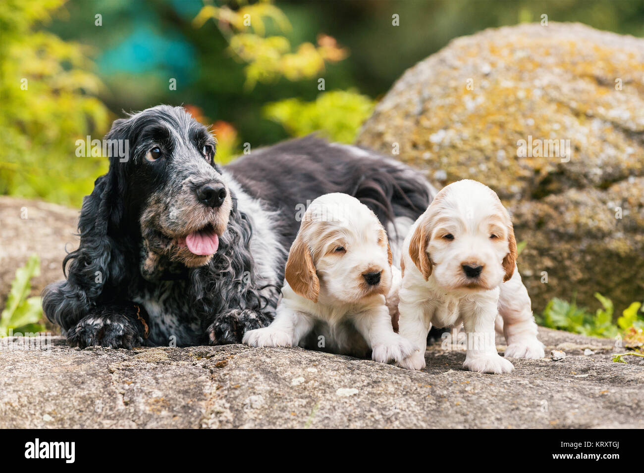 purebred English Cocker Spaniel with puppy Stock Photo - Alamy