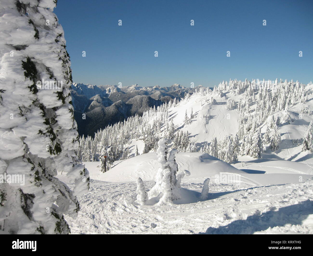 windswept snow on trees with mountain background Stock Photo - Alamy