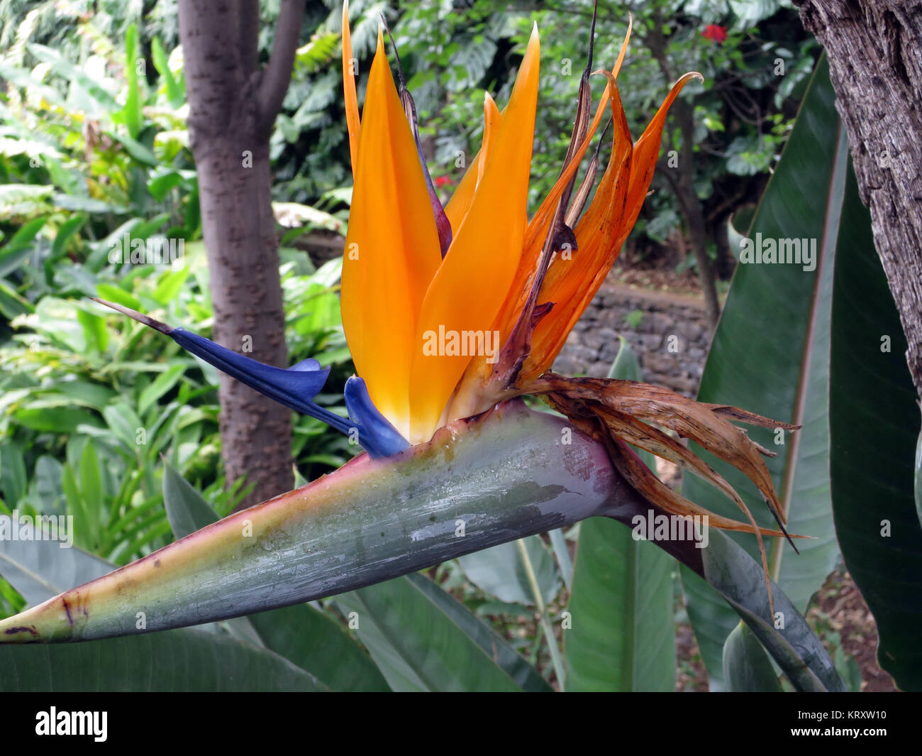 bird of paradise flower,bird of paradise (strelitzia reginae Stock ...