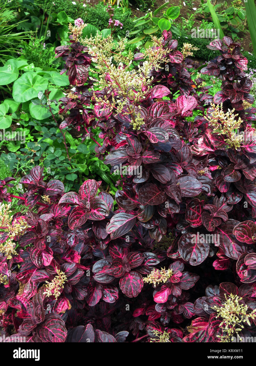 Iresine flower hi-res stock photography and images - Alamy