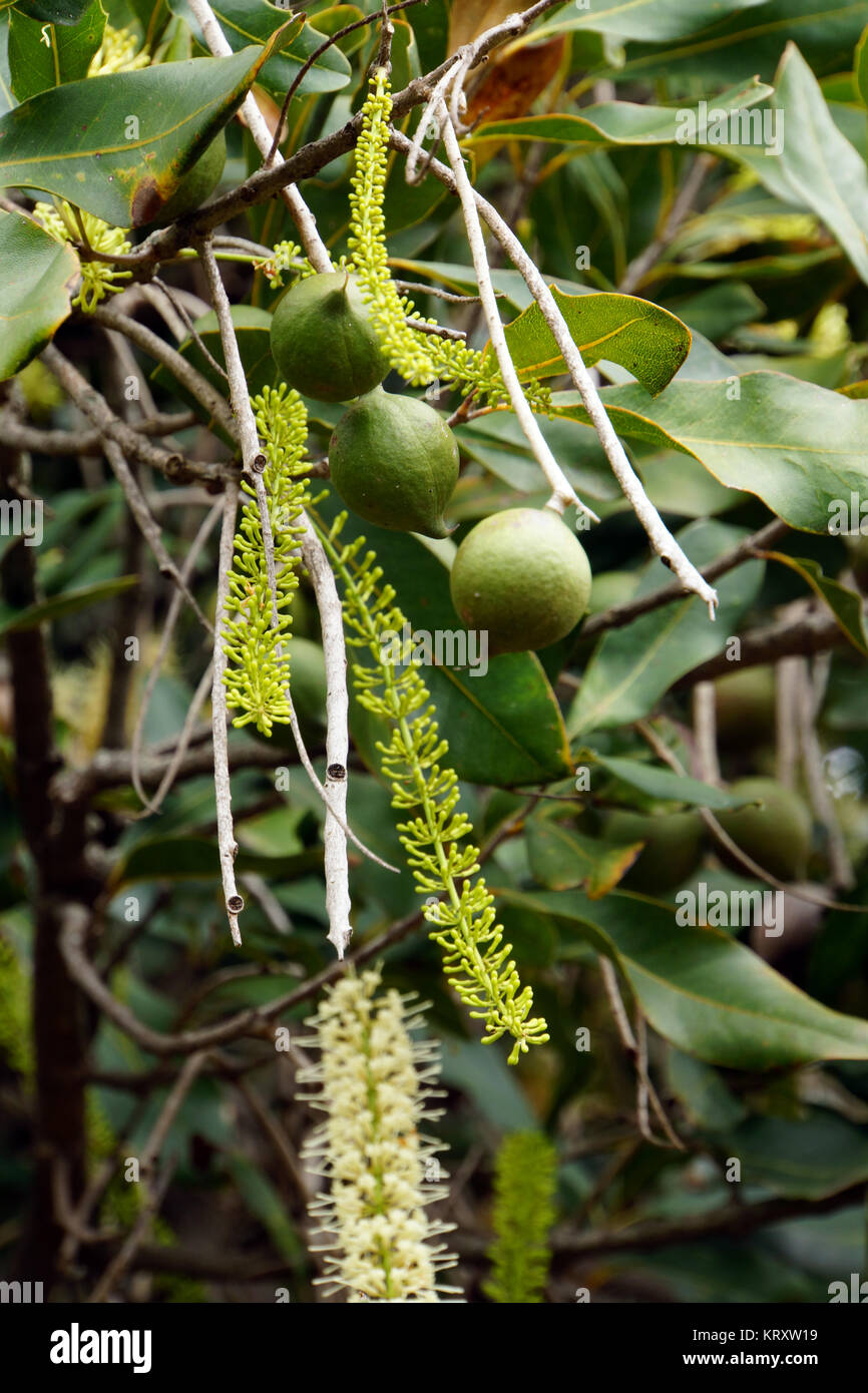 Macadamia tetraphylla hi-res stock photography and images - Alamy