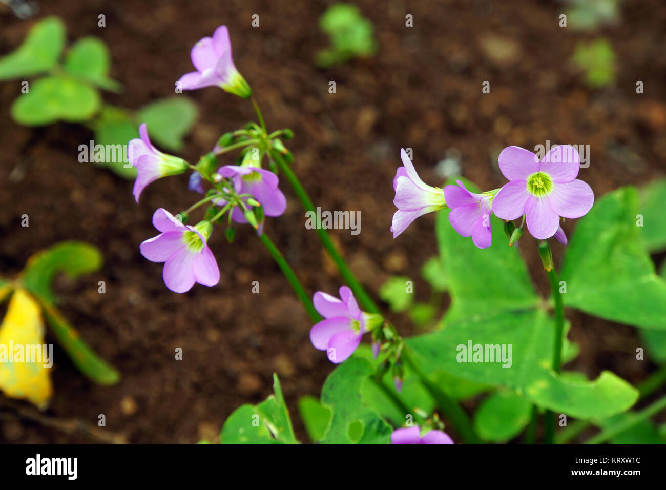 wood sorrel (oxalis spp Stock Photo - Alamy