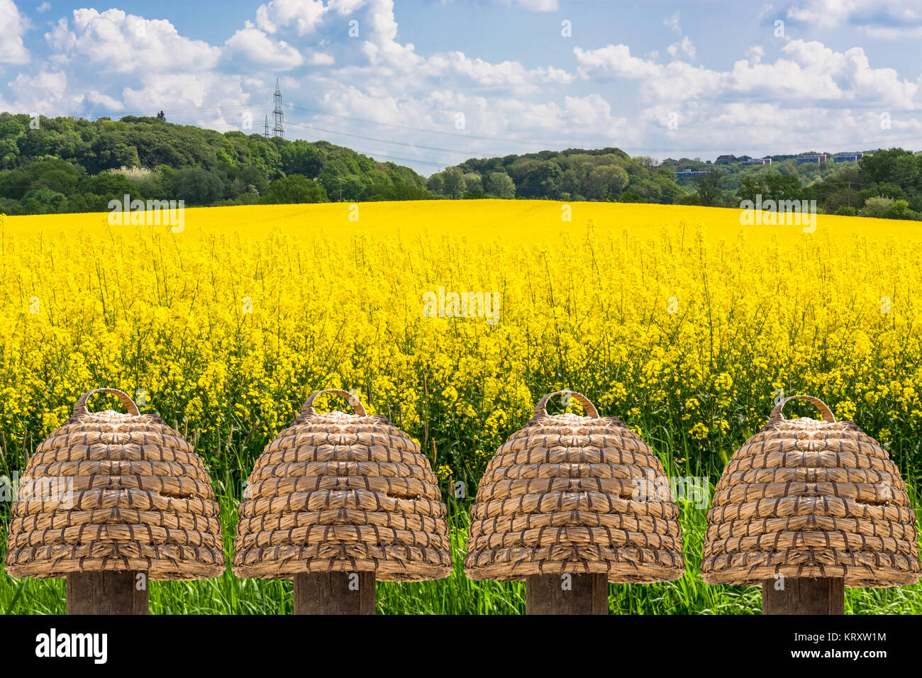 blooming canola field with blue sky Stock Photo - Alamy
